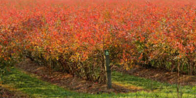 Oasis Berry Farms - Yarra Valley Theme Gardens & Blueberry Farm